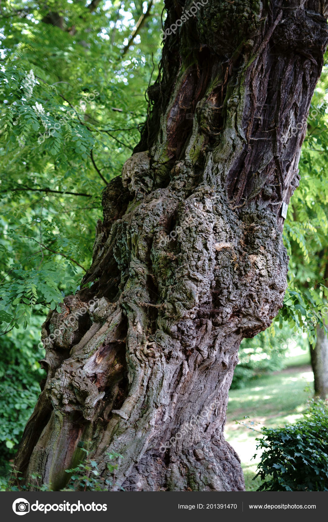 Inosculation Tree Gnarled Very Old Tree Inosculation Bulge Tree Trunk ...