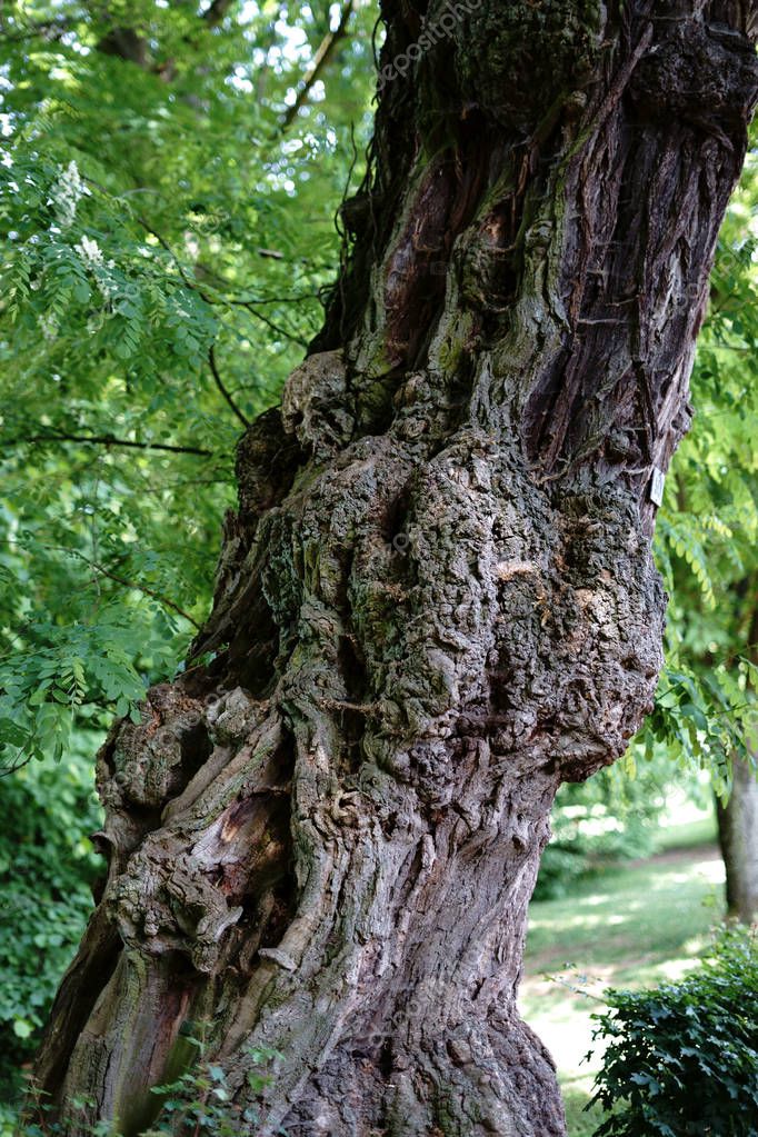 Inosculación en el árbol / Un árbol retorcido y muy viejo con una ...