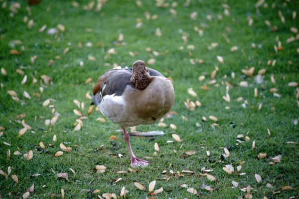 Turk duck Stockfotografier, royaltyfria Turk duck bilder | Depositphotos