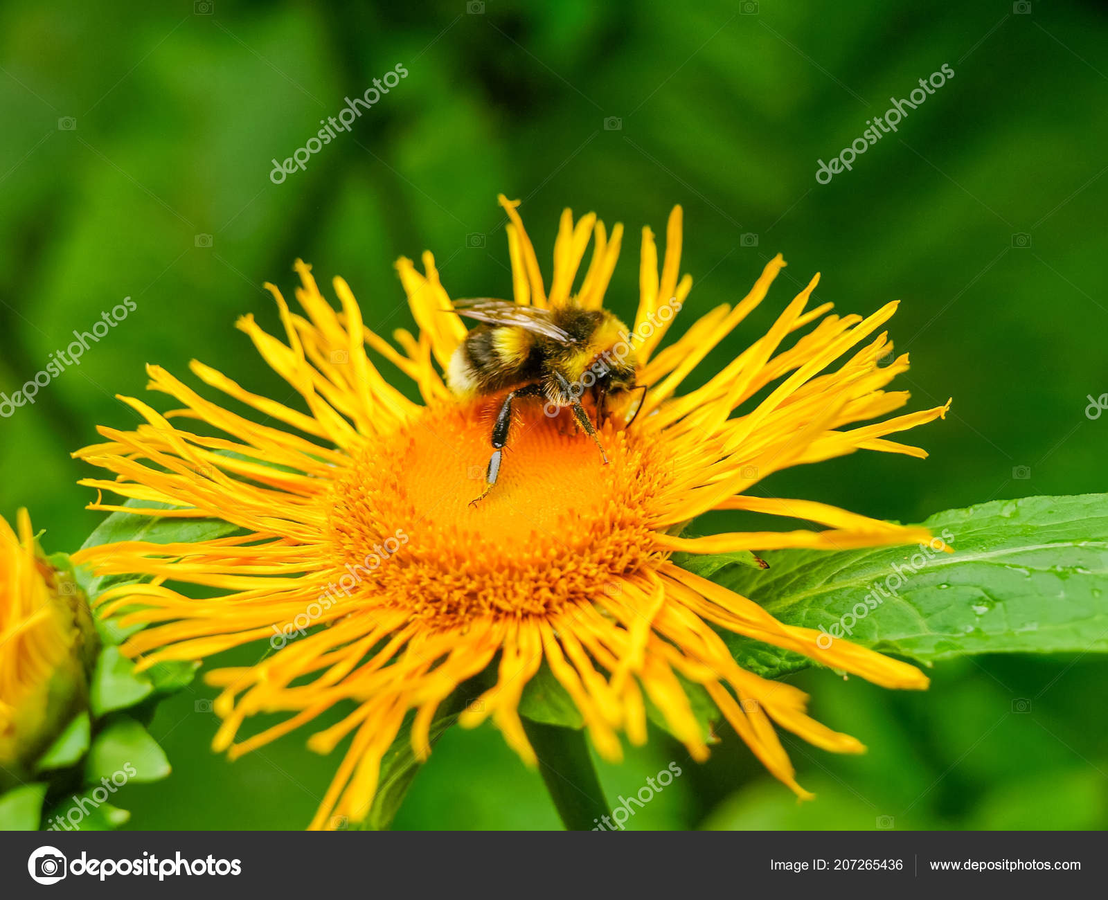Bee Flower Telekia Speciosa Known Yellow Oxeye Heartleaf Oxeye Close ...
