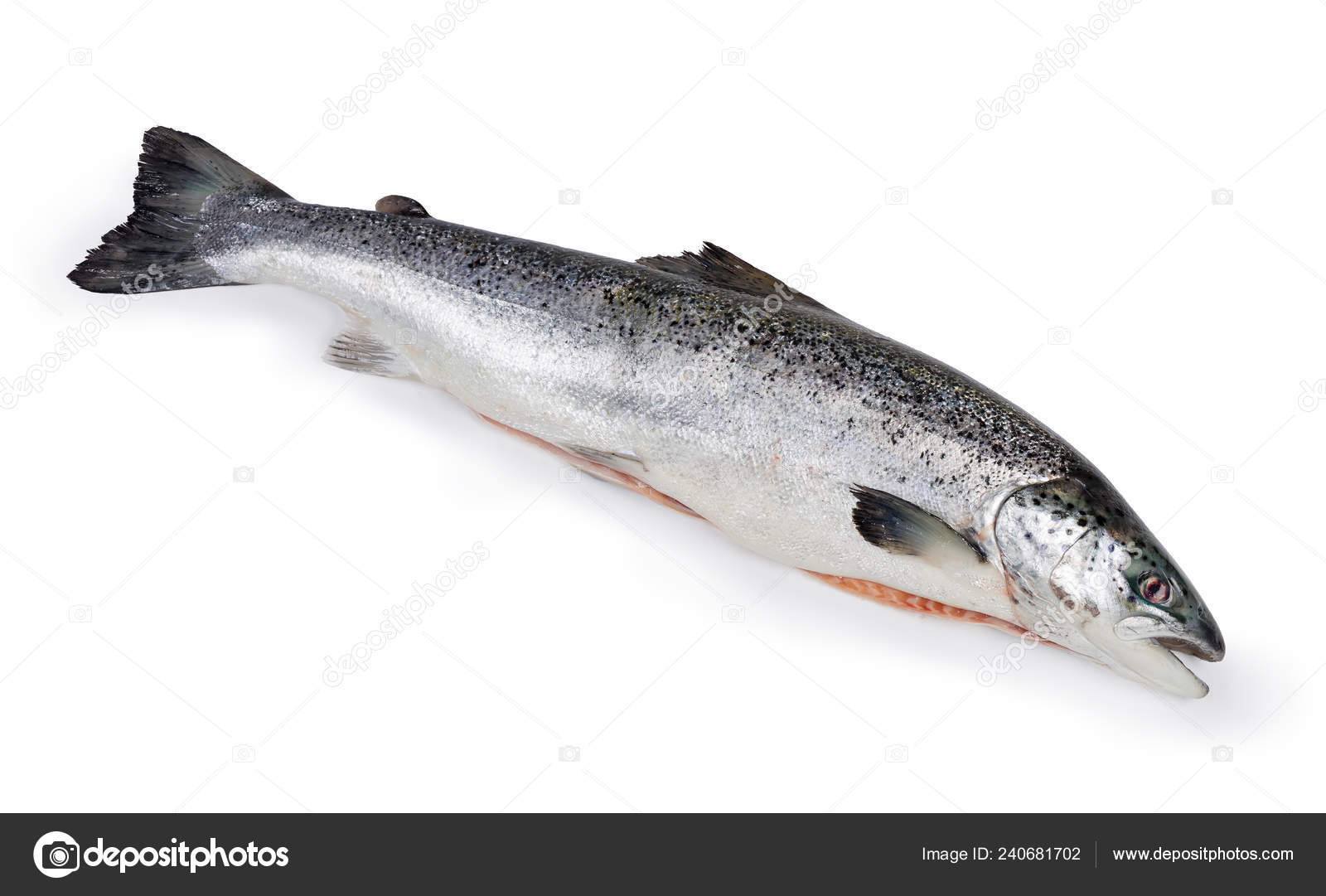 Atlantic Salmon Fish