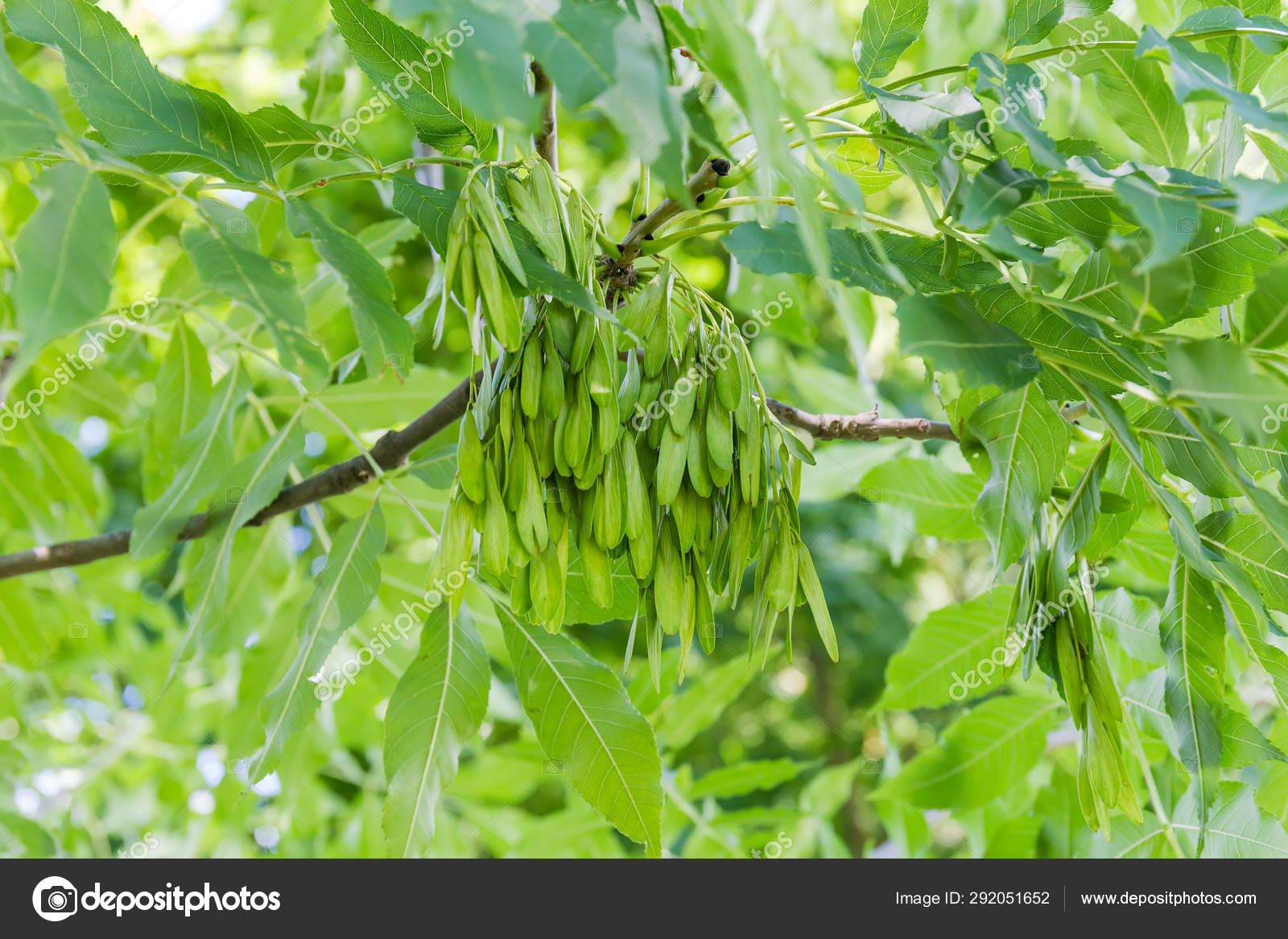 Branches of the ash-tree with cluster of unripe seeds Stock Photo by ...