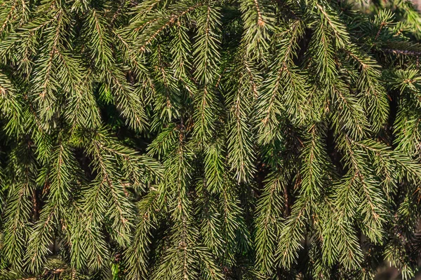 The texture of brown twigs of a fir-tree with green spruce needles is ...