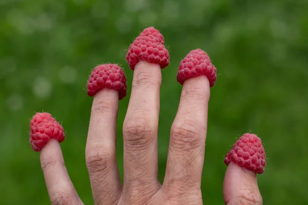 Berries hands Stock Photos, Royalty Free Berries hands Images ...
