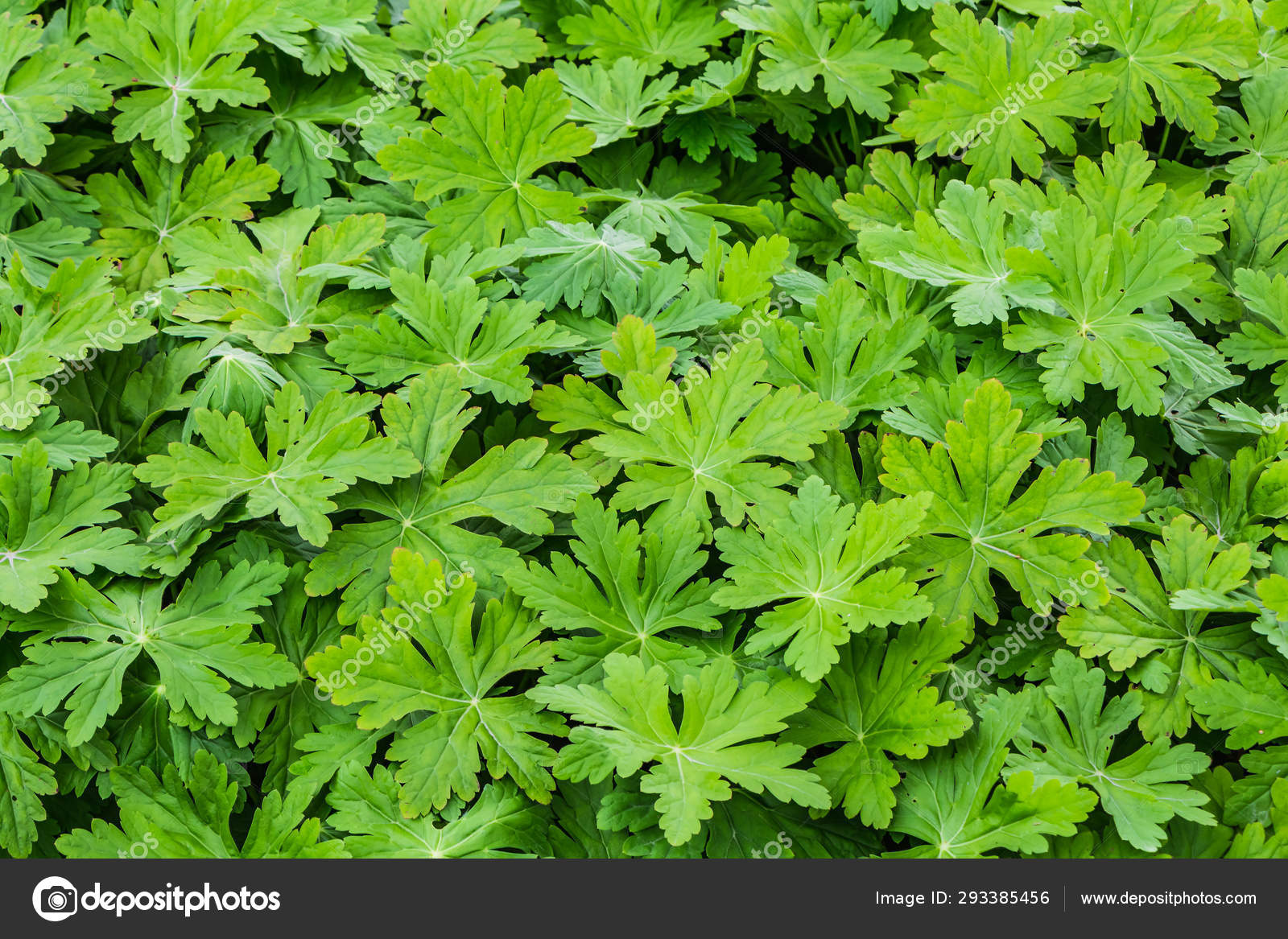 Geranium Plant Leaf