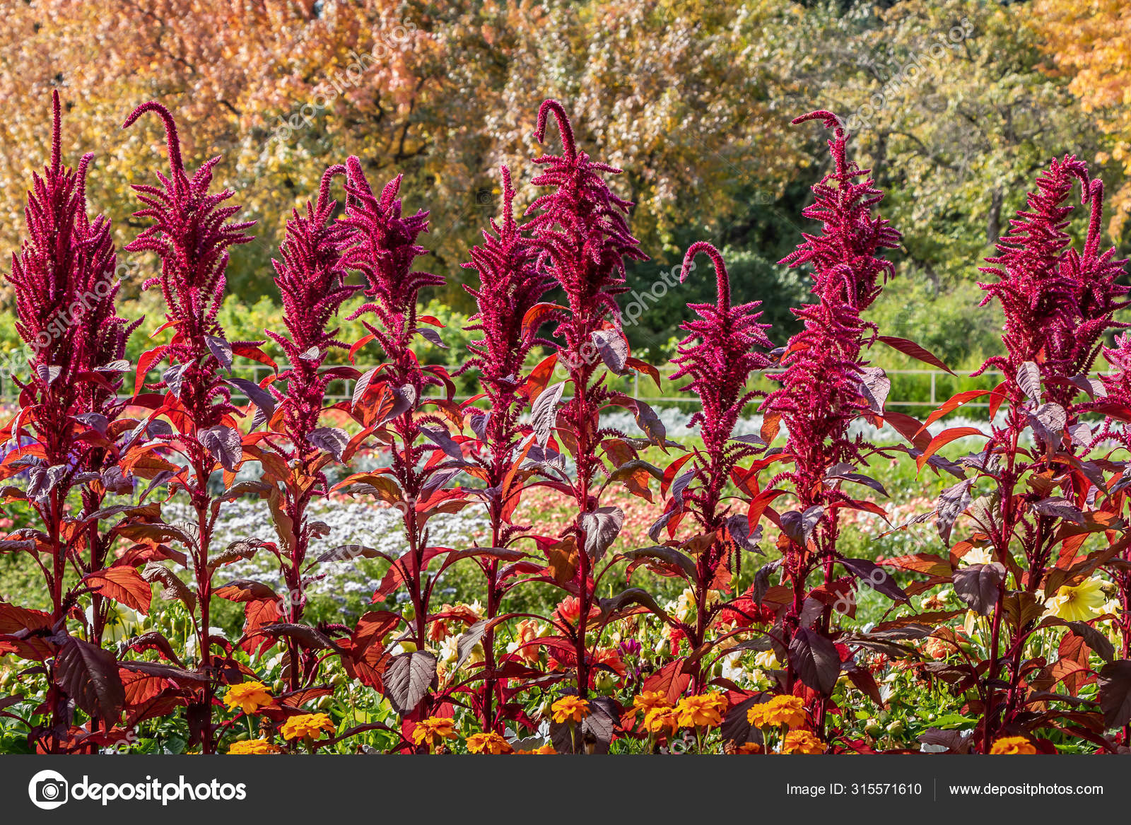 Amaranthus Tricolor