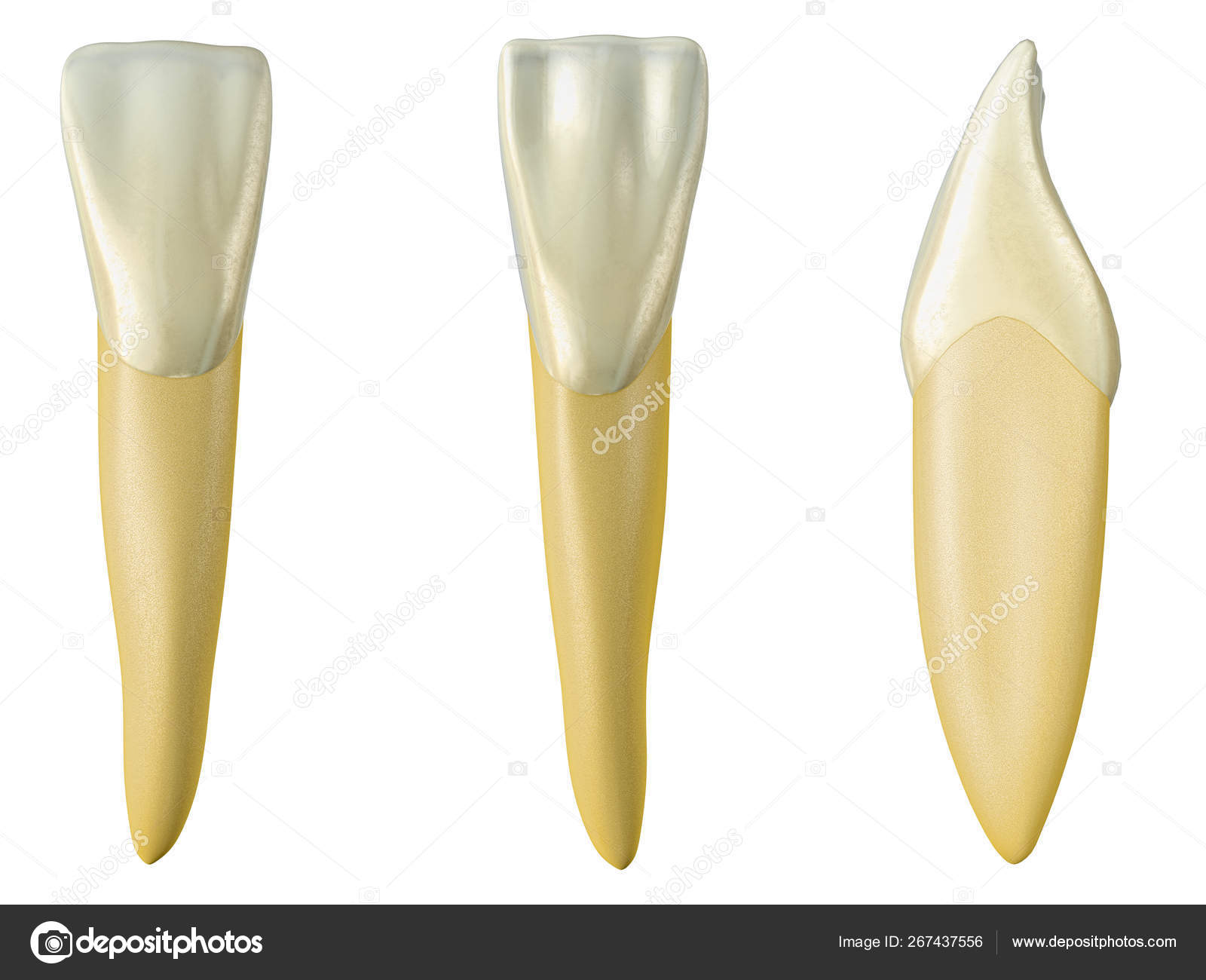 Diente Del Incisivo Central Mandibular Las Vistas Bucales Palatales ...