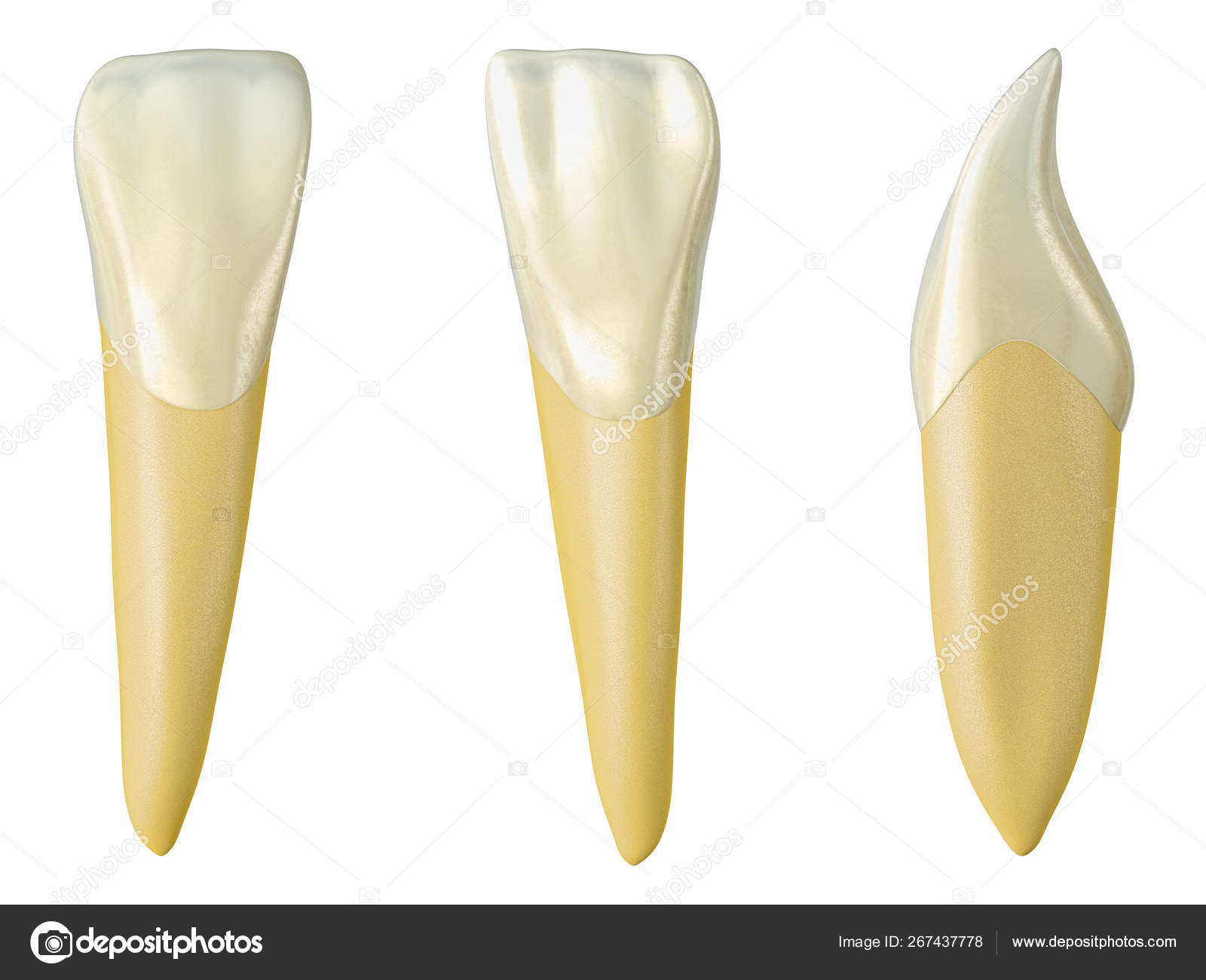 Mandibular Vestibular