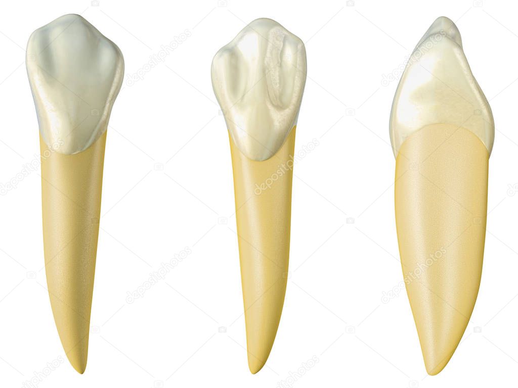 diente canino mandibular en las vistas bucal, palatal y lateral ...