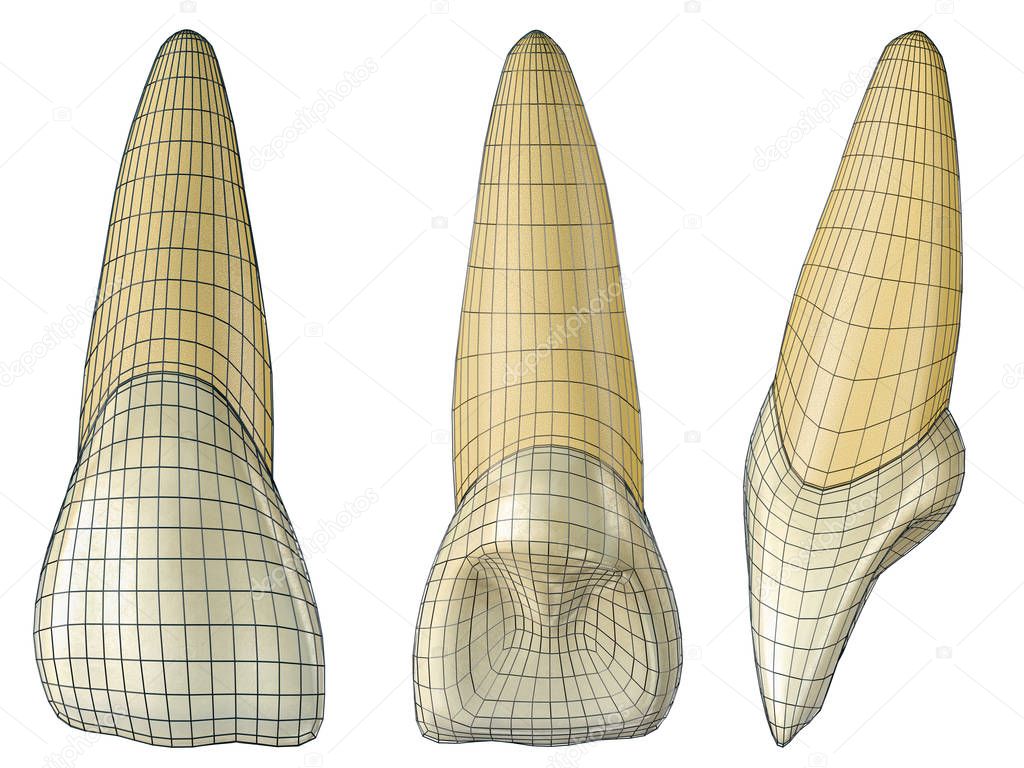 diente incisivo central maxilar en las vistas vestibular, palatal y ...