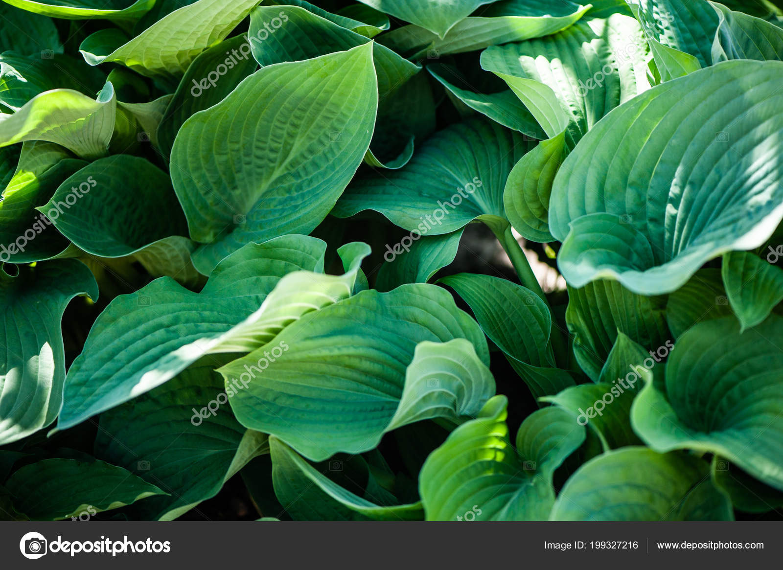 Full Frame Hosta Leaves Pattern Background Summer Plants Stock Photo by ...
