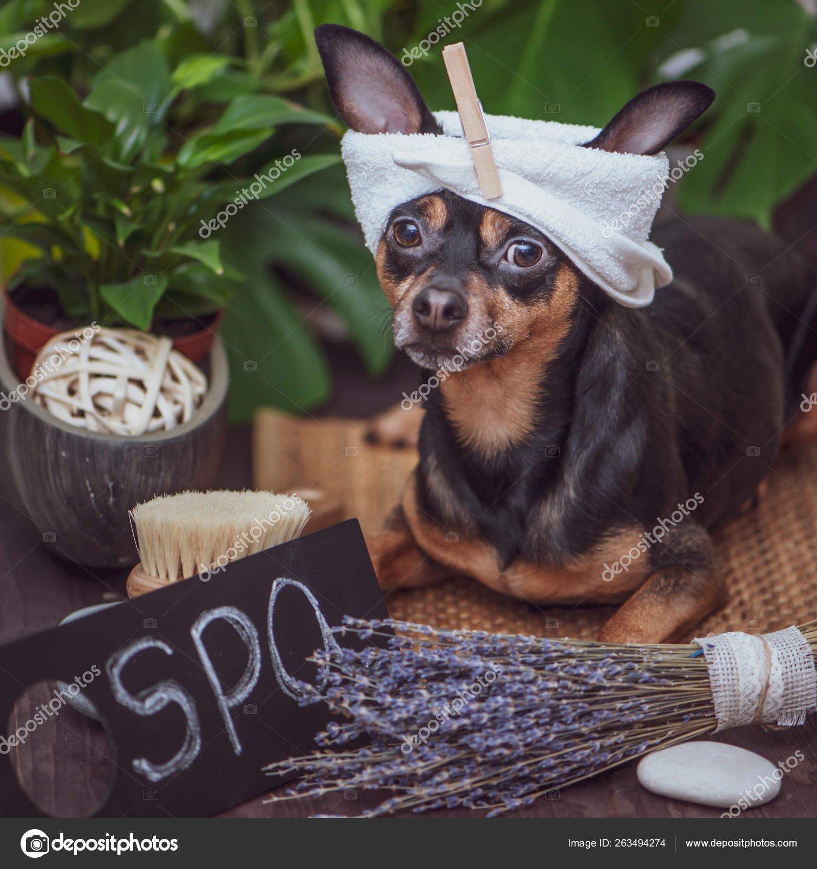 Funny Animals Relaxing