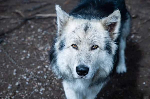 Beautiful Grey Wolf With Blue Eyes
