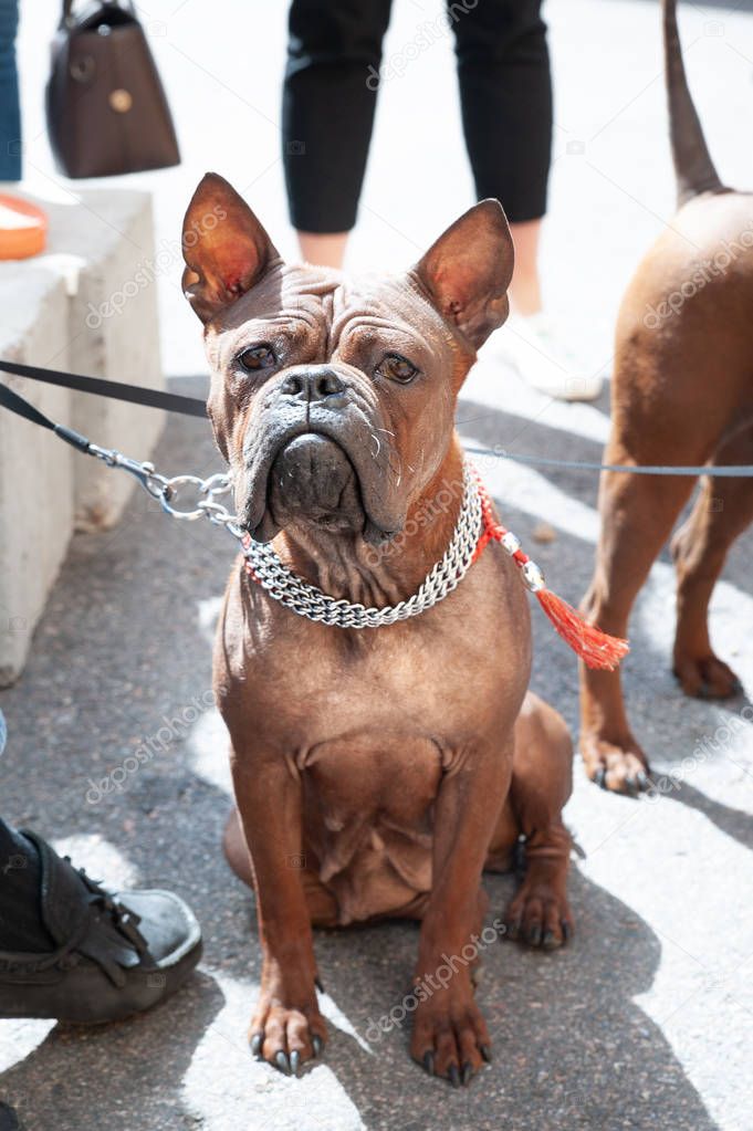 Chongqing dog, Chinese dog breed at dog show — Stock Photo ...