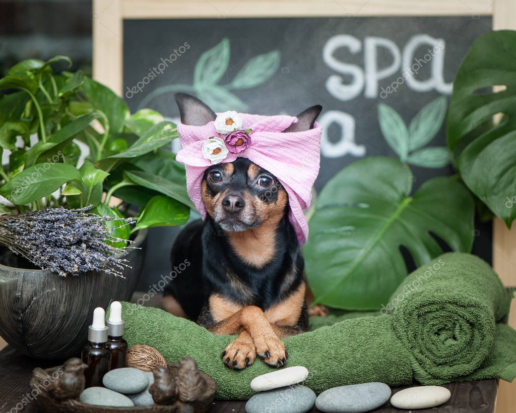 Masaje y spa, un perro en un turbante de una toalla entre el cuidado ...