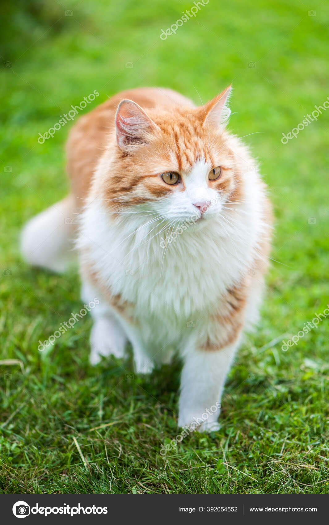 Big Beautiful Red Cat Walks Grass Summer Day Walks Nature Stock Photo ...