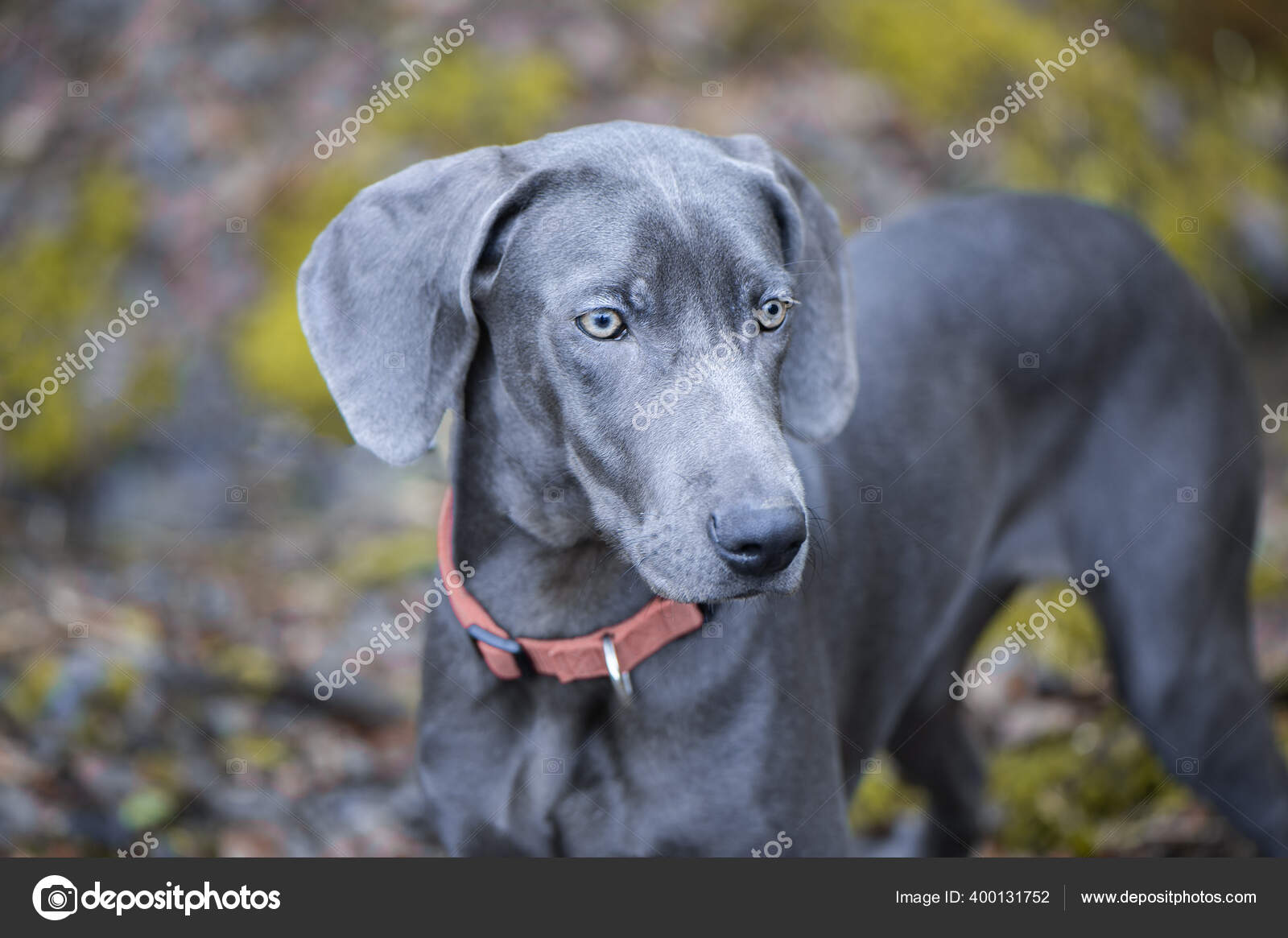 Weimaraner Blue