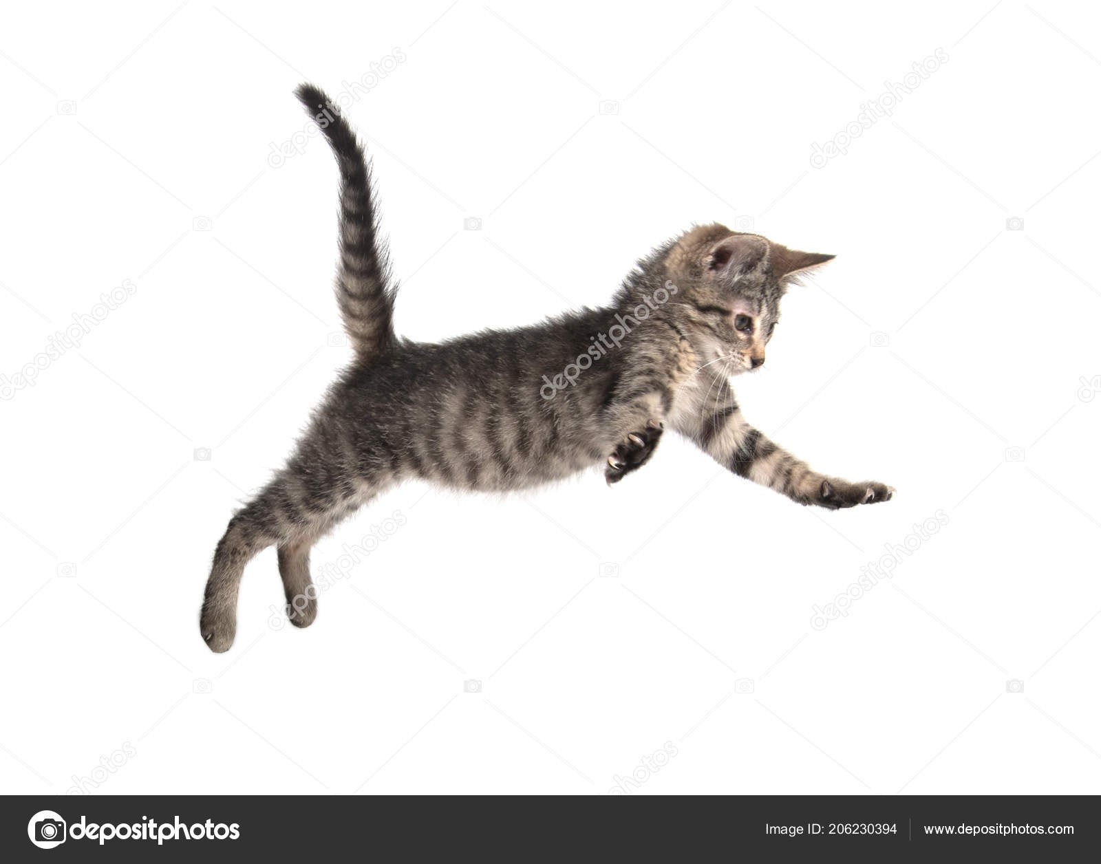 Kitten Jumping