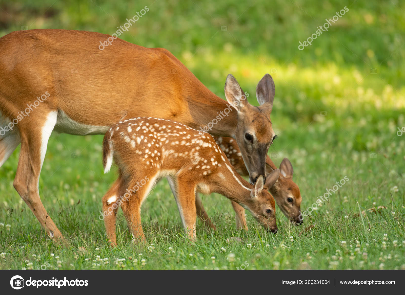 Fawn And Doe