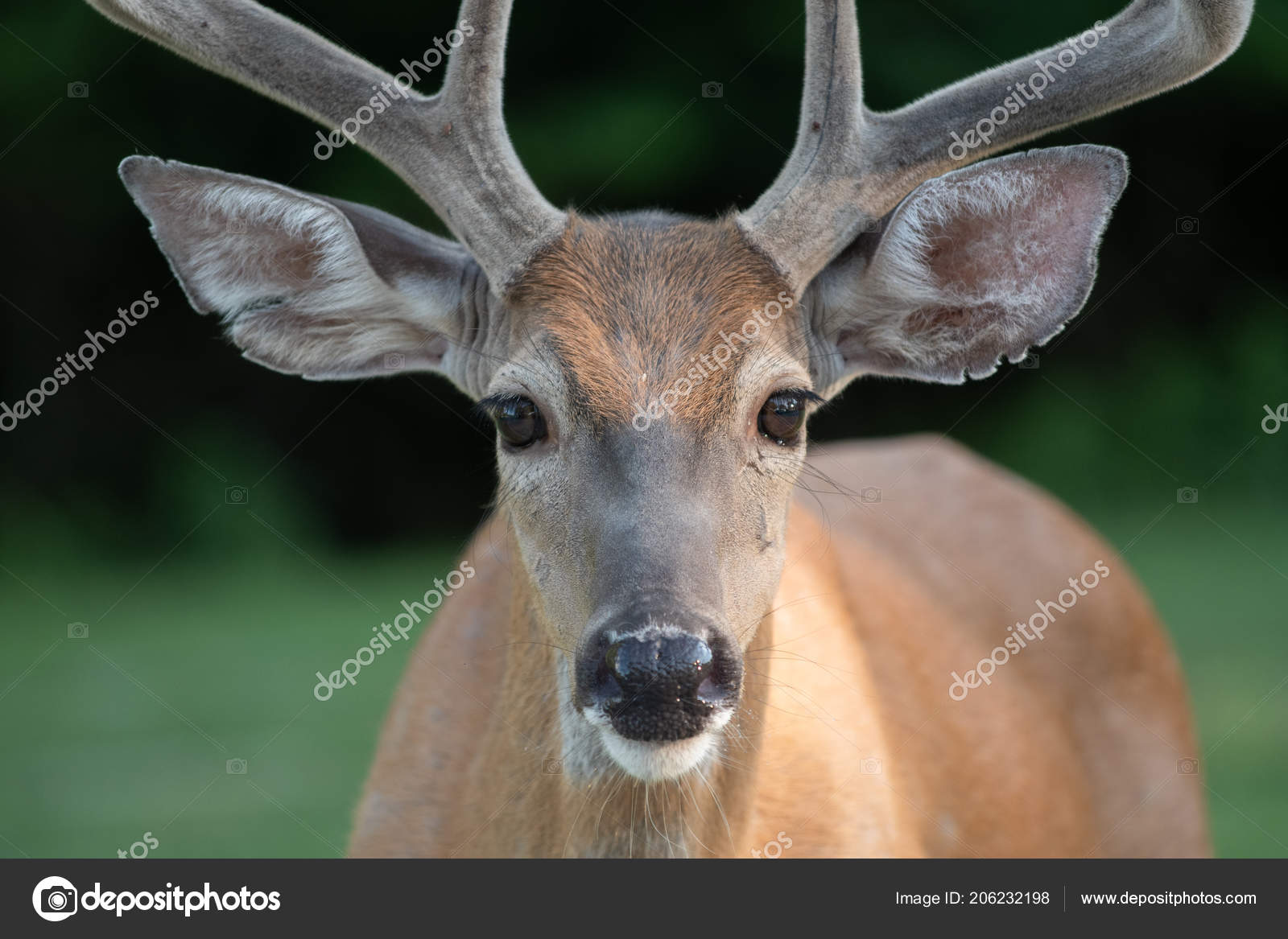 White Tailed Deer Buck Portrait Velvet Antlers Summer Stock Photo by ...