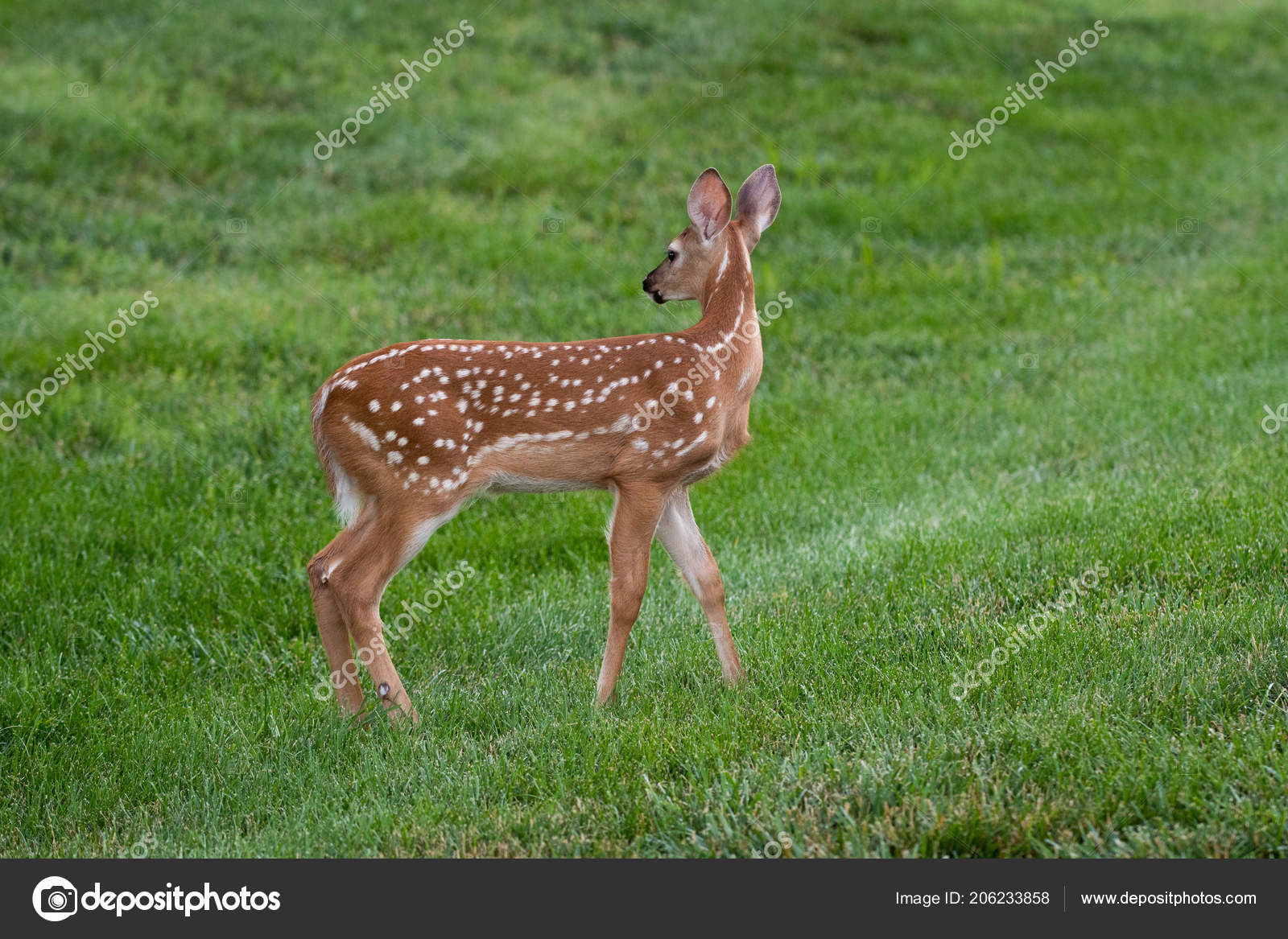 White Tailed Deer Fawn Spots Meadow Summer — Stock Photo © EEI_Tony ...