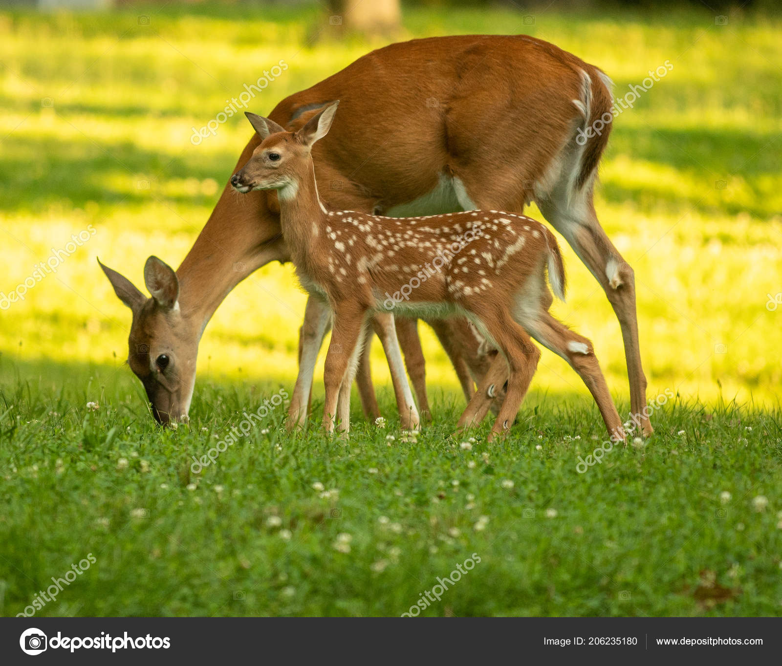 White Tailed Deer Doe