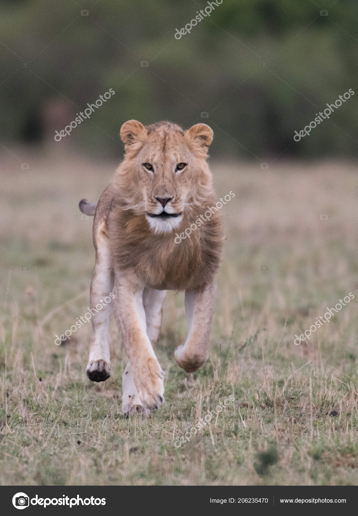 Male Lion Standing On Hind Legs