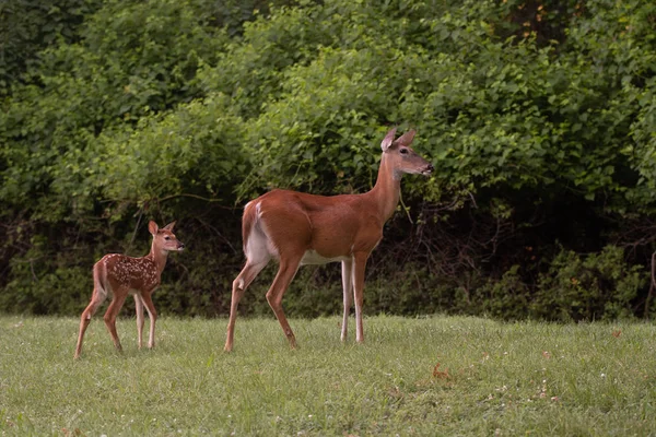 Familia de impala Stock Photos, Royalty Free Familia de impala Images ...
