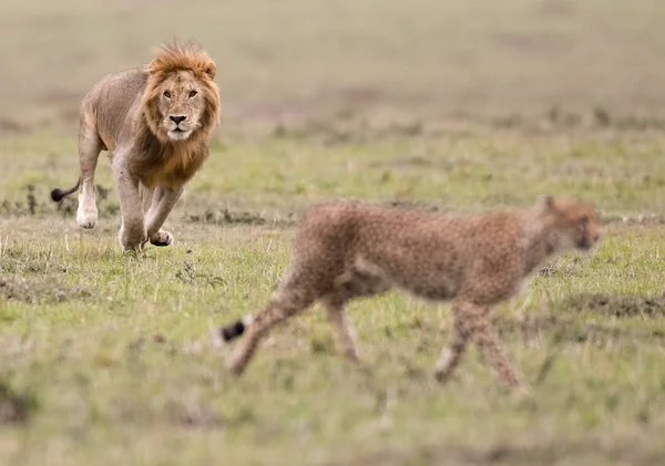 Lion chasing Stock Photos, Royalty Free Lion chasing Images | Depositphotos