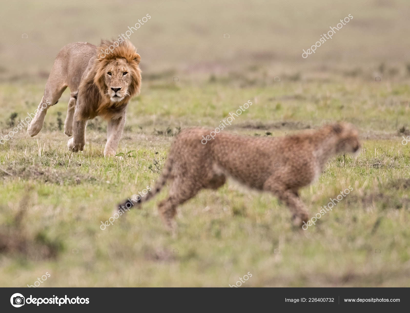 Lion Chasing