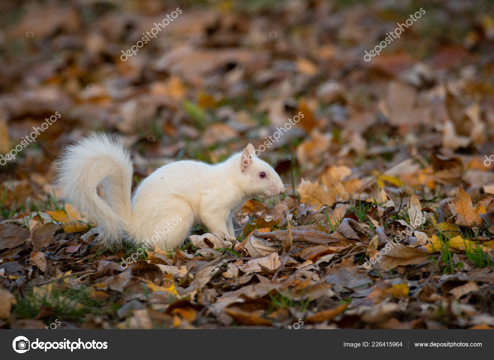 White Squirrel Trees Olney Community Park Olney Illinois — Stock Photo ...
