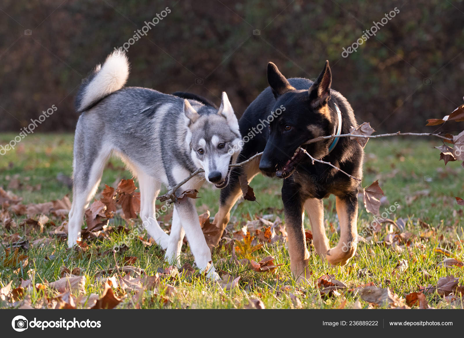 Siberian Husky German Shepherd Both Six Month Old Puppies Play — Stock ...