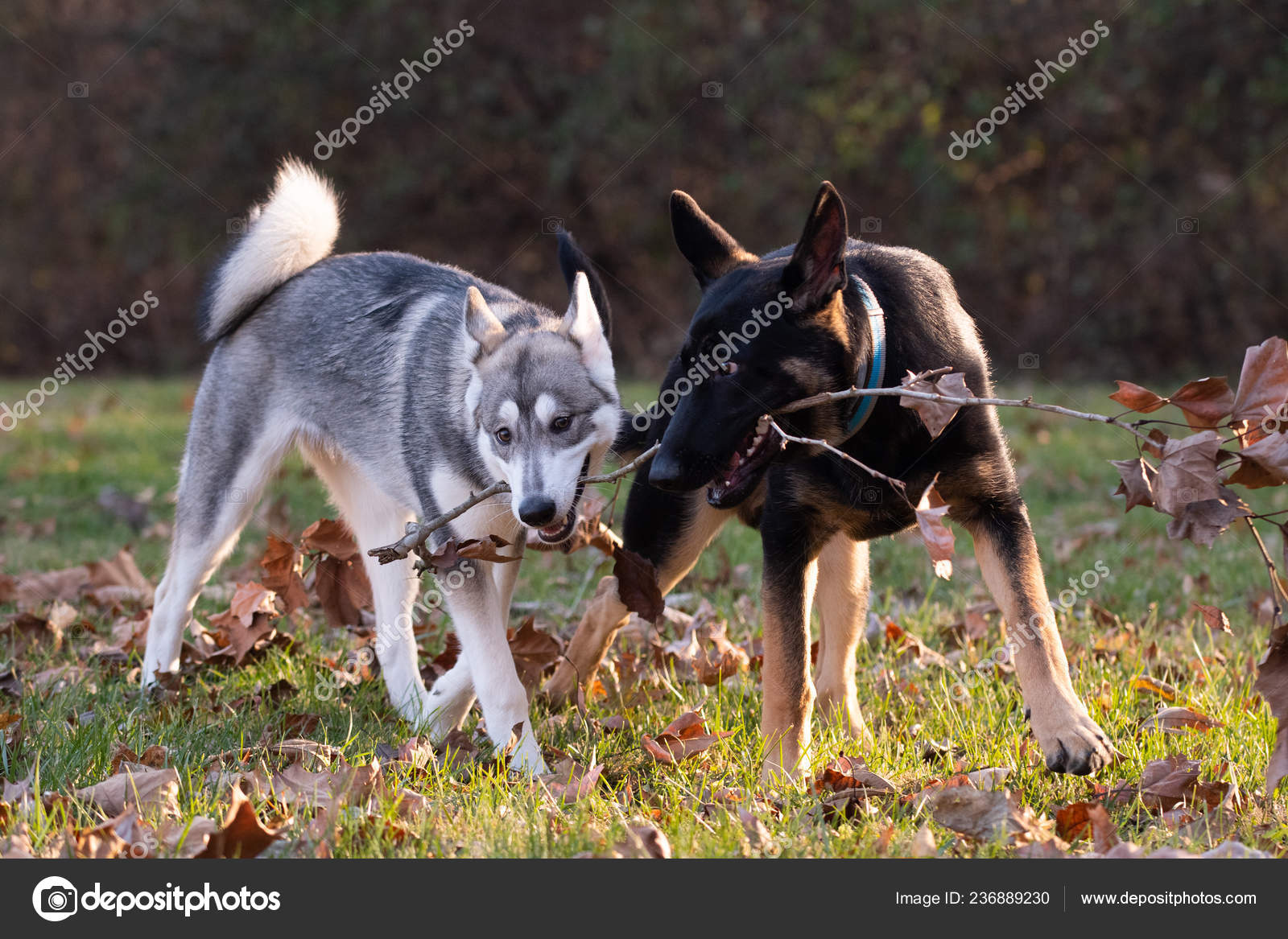 Siberian Husky German Shepherd Both Six Month Old Puppies Play — Stock ...