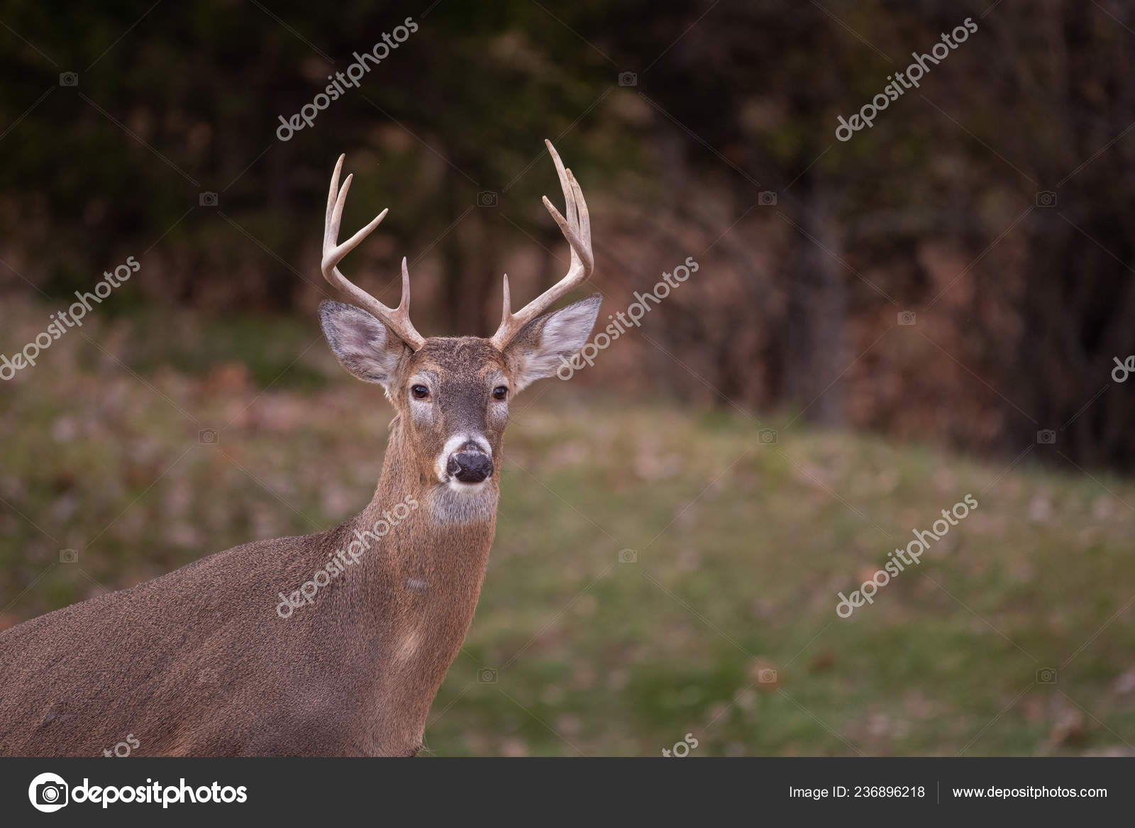White Tailed Deer Eight Point Buck Meadow Fall Stock Photo by ©EEI_Tony ...