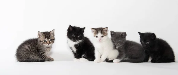 Baby kitten Stock Photos, Royalty Free Baby kitten Images | Depositphotos