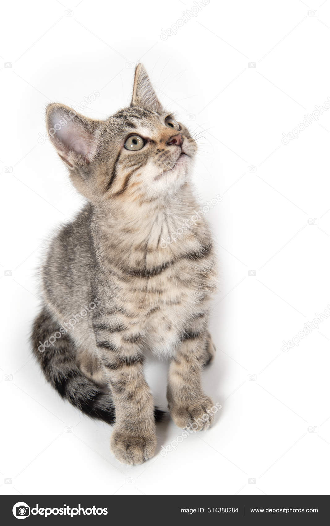 Cute tabby kitten looking up Stock Photo by ©EEI_Tony 314380284