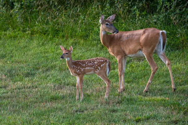 Doe and fawn whitetail Stock Photos, Royalty Free Doe and fawn ...