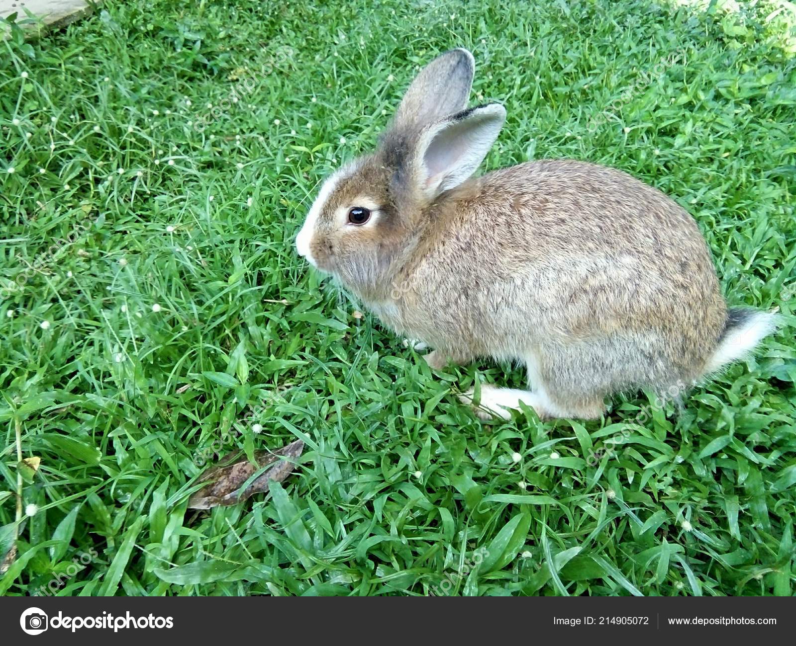 Rabbit Green Field Thailand Phrae Province — Stock Photo © 869de5 ...
