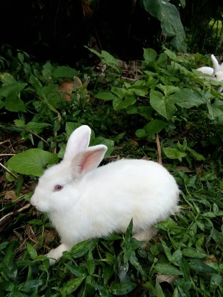 Lapin albinos images libres de droit, photos de Lapin albinos ...