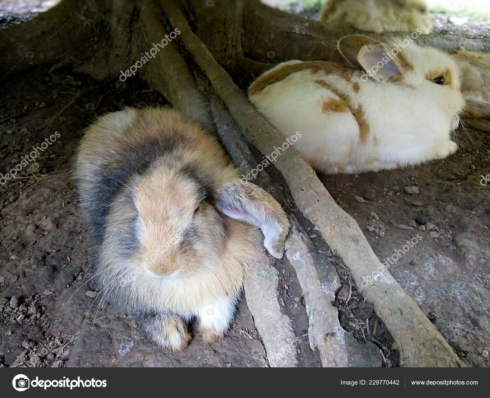 Rabbits Resting Tree Thailand Phrae — Stock Photo © 869de5 #229770442