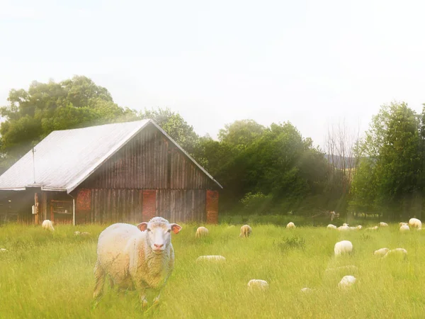 A herd of clear sheep color graze in a meadow with a tall green lush ...
