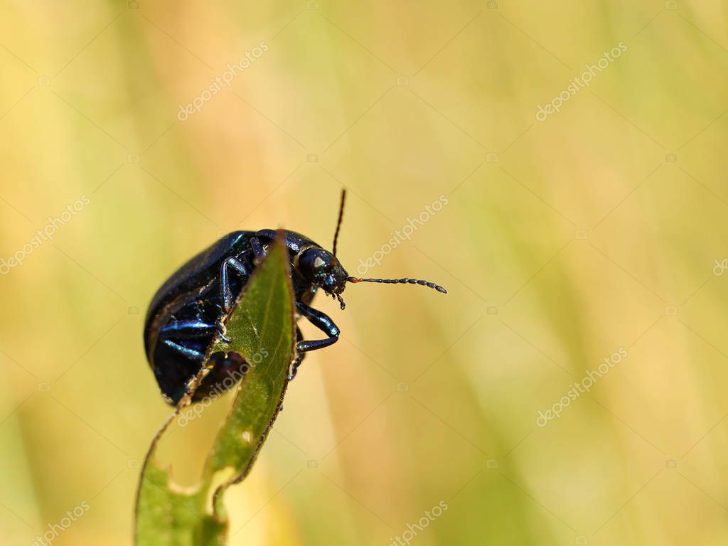 El insecto negro se sienta en una espiguilla de trigo. Macro con fondo ...
