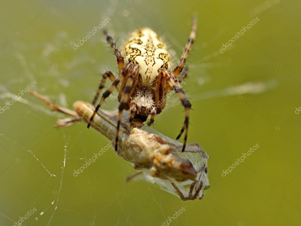 Una araña se come a su presa enredada en una red. Grasshopper enredado ...