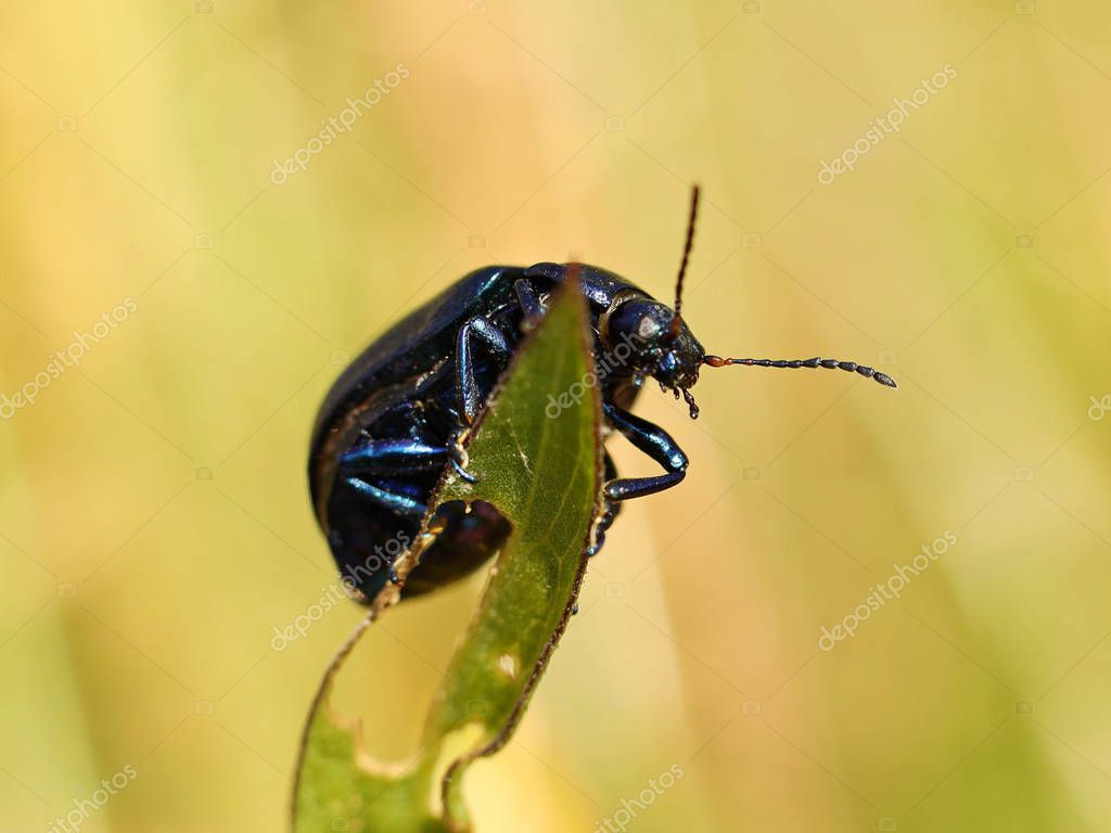 El insecto negro se sienta en una espiguilla de trigo. Macro con fondo ...