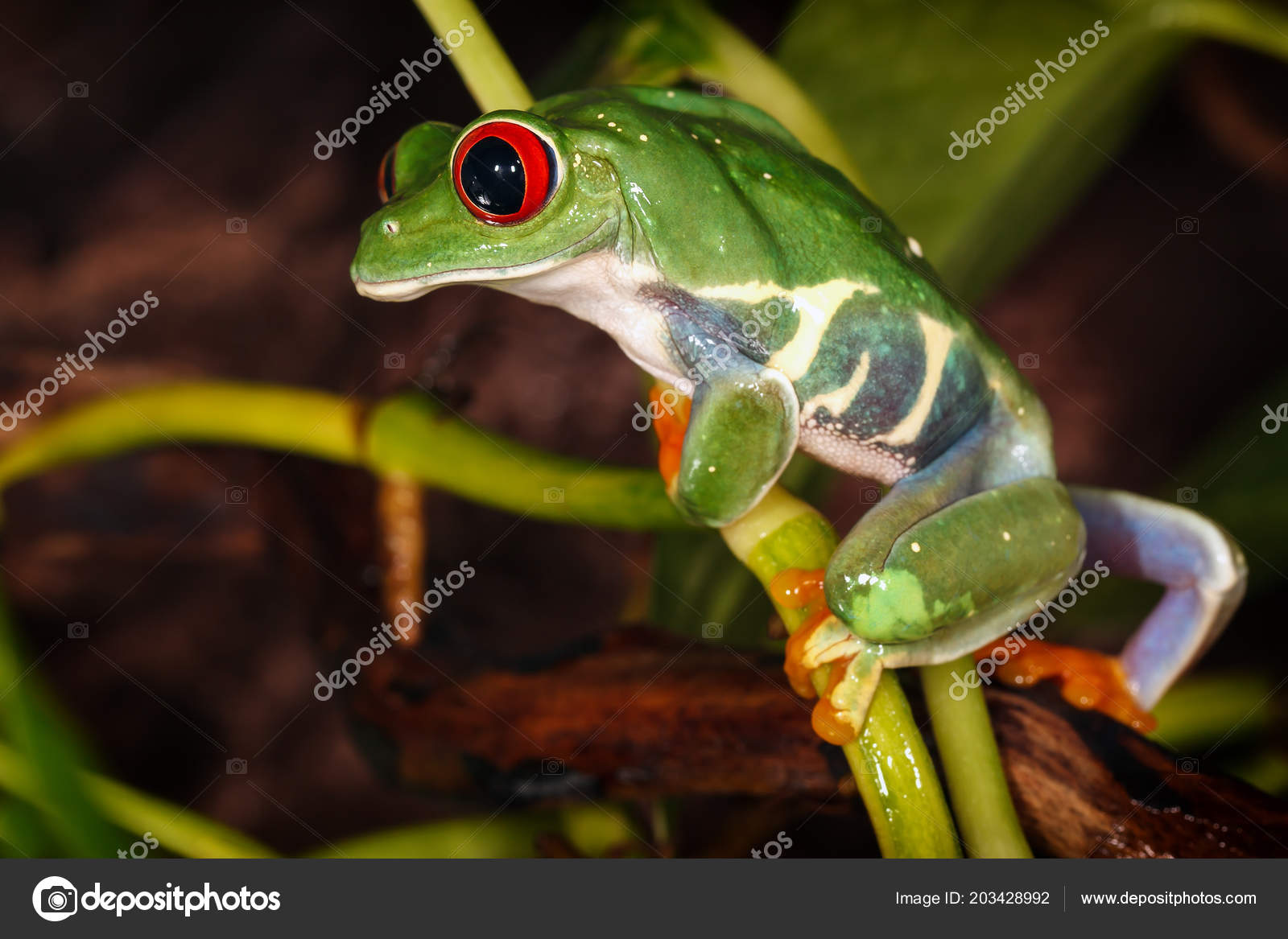 Grenouille Yeux Rouges Grimpe Sur Mât Plante Regarde Vers Bas — Photo ...