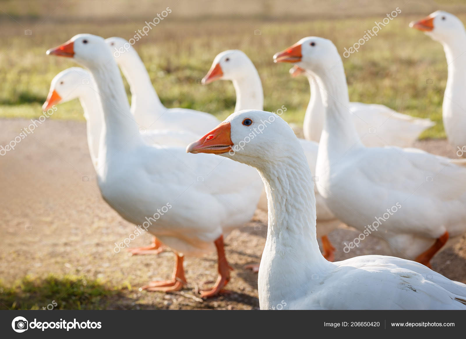 Five Nice White Gooses Grazing Meadow Noon Looking Food Stock Photo by ...