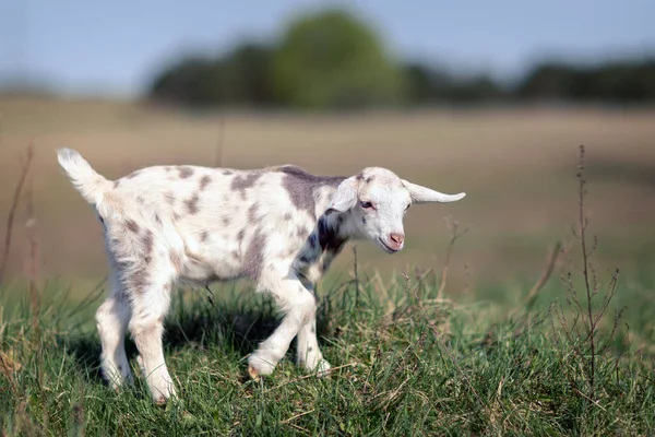 Our goat Stock Photos, Royalty Free Our goat Images | Depositphotos