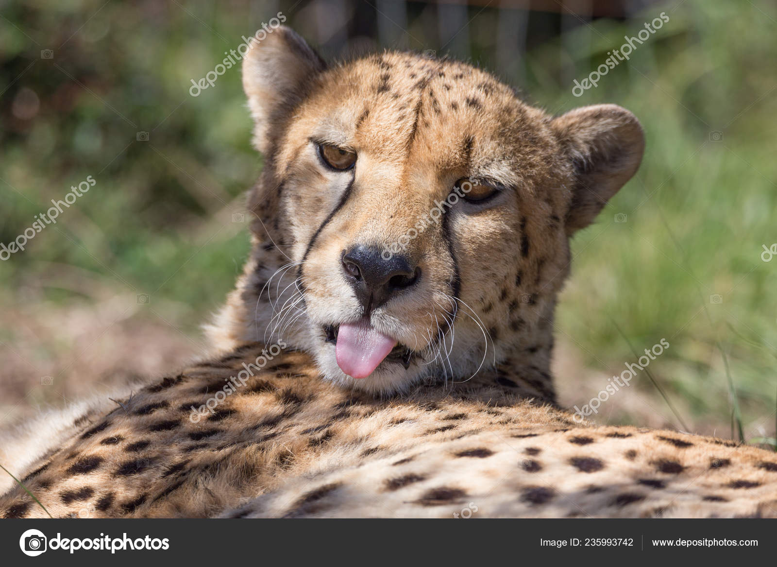 Cheetah Tongue