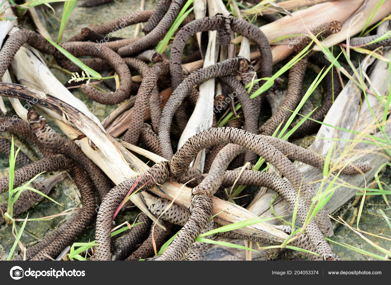 Tree Roots Dry Ground — Stock Photo © tharathiponsri@gmail.com #204053374