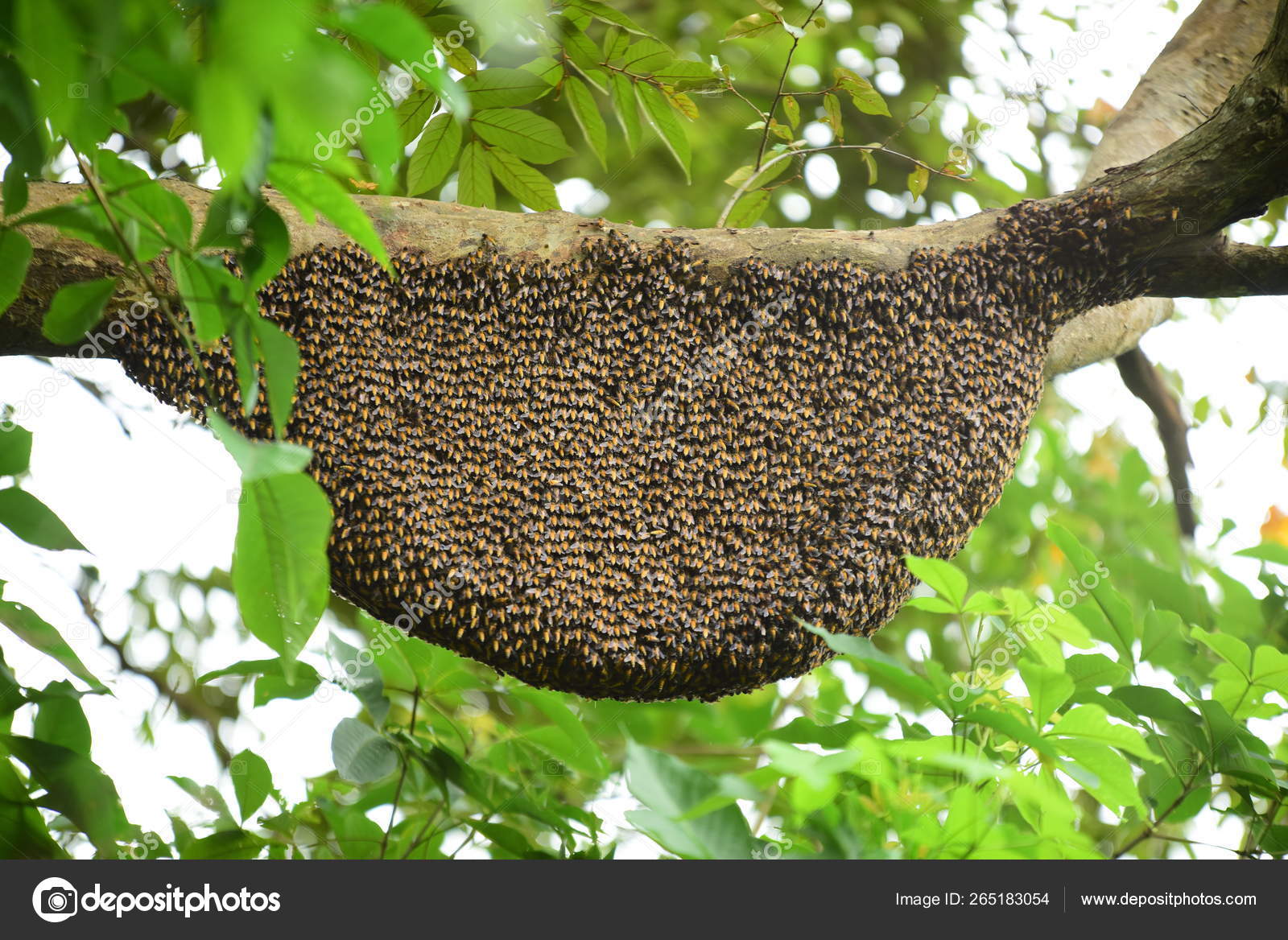 Honey Bees Comb In Tree